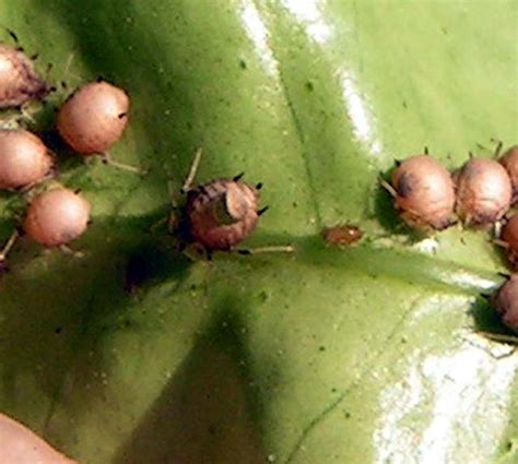 Brown Citrus Aphid