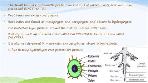 Shoot And Root Apical Meristem Pptx