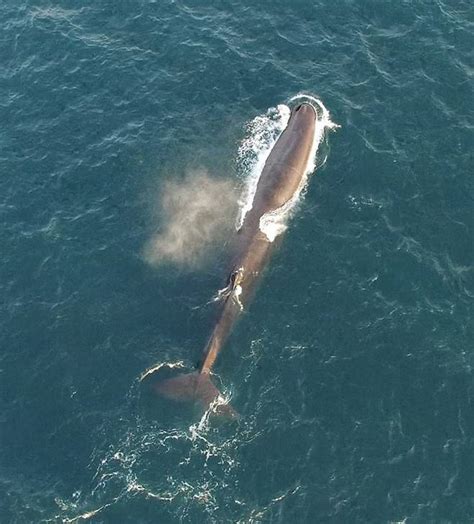 ‘우영우 향고래 동해에 100마리 넘게 산다