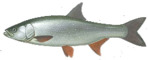 Rapfen • Anglerverband Niedersachsen E V