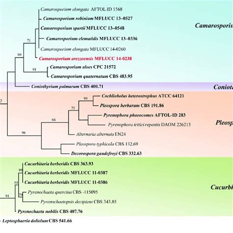 One Of The Most Parsimonious Trees Generated With Ssu Its And Lsu Rdna