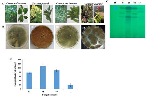 Camptothecin Producing Fungal Endophytes From Cestrum Species C Download Scientific Diagram