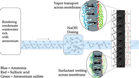 Molecular Composition Throughout Membrane Process Download Scientific Diagram