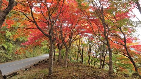 日塩もみじライン紅葉の美を楽しむ栃木の秋の旅栃木 ツーリングJP