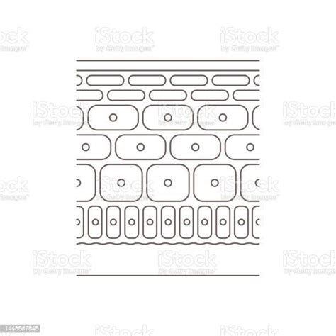 Skin Tissue Stock Illustration Download Image Now Skin Biological