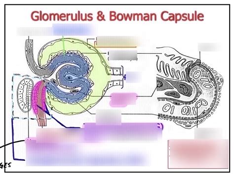 Glomerulus And Bowman Capsule Diagram Quizlet