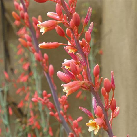 Hesperaloe Parviflora Seeds