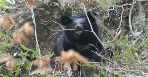 지리산 반달곰 더워서 잠이 안와요 이상고온에 최고 12일 일찍 기지개