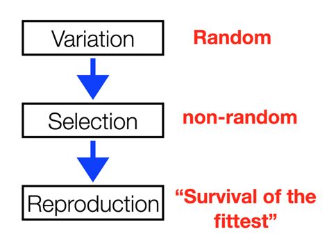 Biology Final Flashcards Quizlet At Oscar Godson Blog