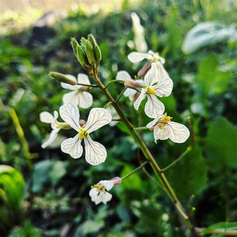 Wild Radish Raphanus Raphanistrum Weeds Of Melbourne