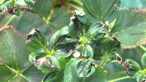 딸기생리장해 칼슘결핍 Youtube