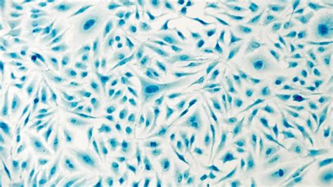 Scientists Print Tiny Elephant 3 D Inside A Cell