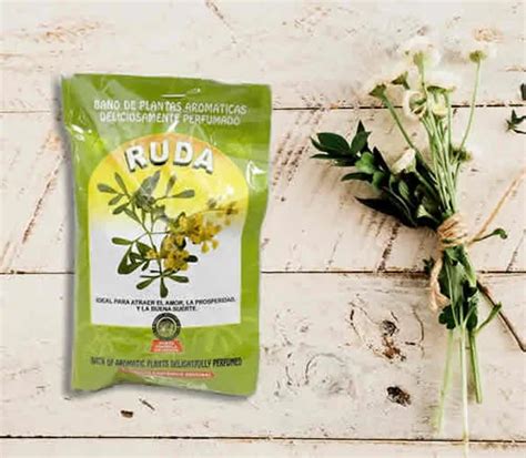 Planta De Ruda Rue Plant Orunmila Heals