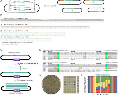 De Novo Synthetic Sequences And Restriction Enzyme Mutagenesis A Download Scientific Diagram