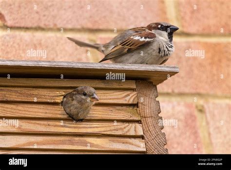 House Sparrows Nesting Box Breeding Season Male With Black Bib Grey