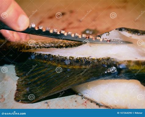 Gutting Cod The Codfish A Filleting Freshly Caught Fish Dorsal Cut