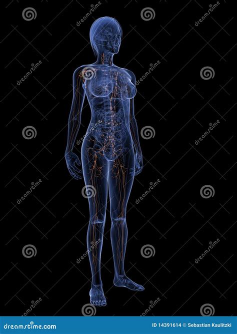Female Lymphatic System Stock Illustration Illustration Of Gland