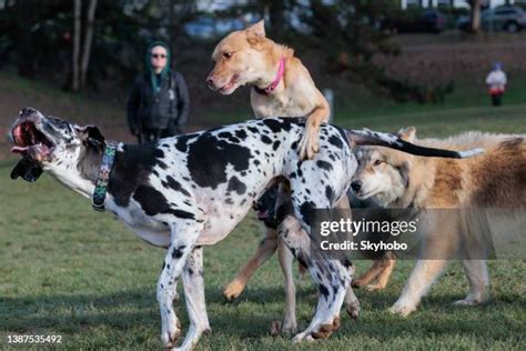 Humping Photos And Premium High Res Pictures Getty Images