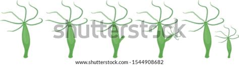 34 Hydra Asexual Reproduction Stock Vectors And Vector Art Shutterstock