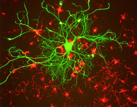 Scientists Develop Nanowiring For Optical Control Of Neuron Activation