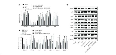 Mir 155 Activates The Mapk Signaling Pathway By Suppressing Socs1