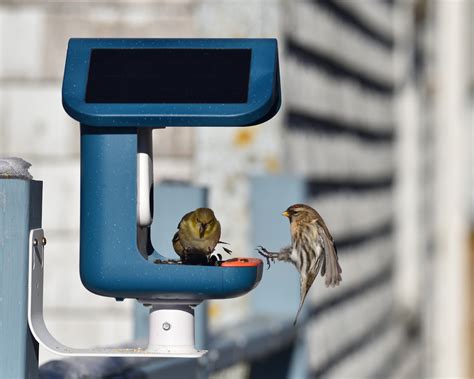 Biodiversity In Your Backyard 5 Easy Steps Bird Buddy Blog