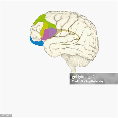 Prefrontal Photos And Premium High Res Pictures Getty Images