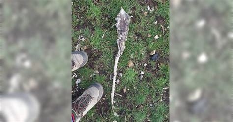 《異形》抱臉蟲現身？海灘遛狗意外發現詭異生物遺骸 網揭可能是「牠」