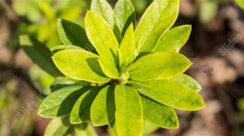 Green Leaf Landscape Scenery Natural Map Powerpoint Background For Free Download Slidesdocs