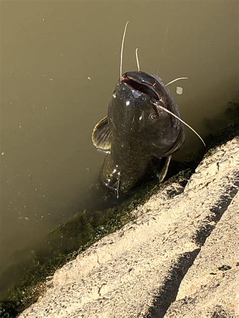 画像あり近所の川でうなぎ釣れたわwwwwwwww 逆に