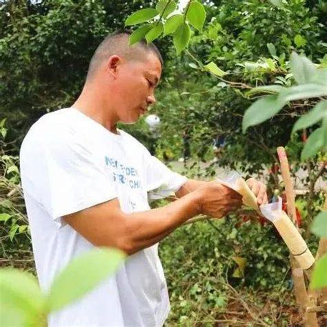 玉屏高接换冠让老油茶树焕发新生机 产量 成活率 种植