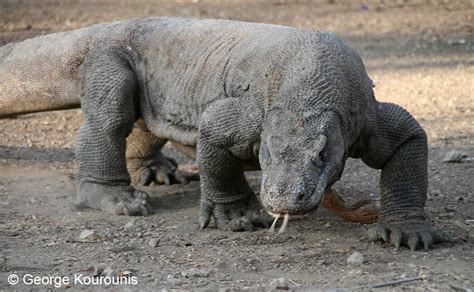 Komodo Dragons The World S Largest Lizards Rinca Island Indonesia