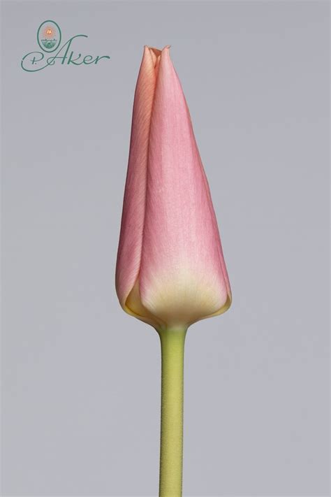 Neper Beautiful Pink Tulip