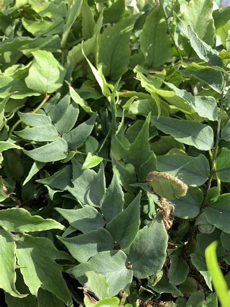 Cyrtomium fortunei var. clivicola - Beth Chatto's Plants & Gardens