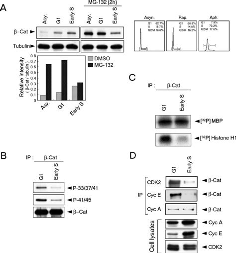 Cyclin E Cdk2 Dependent Cytosolic Catenin Degradation During G 1