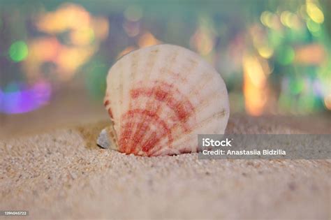 조개껍데기의 클로즈업 사진모래에 머무르기 여름 공석 개념 계절에 대한 스톡 사진 및 기타 이미지 계절 기후 묘사 나선형 Istock