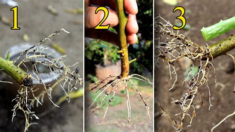 3 Stem Cuttings Ideas Cutting 3 Stem Cuttings Ideas With Rooting Hormones By Grafting Examples
