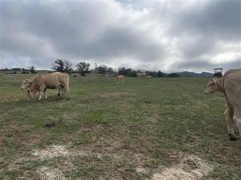 Beef Focus Bull Beef On A Blonde D Aquitaine Farm In France