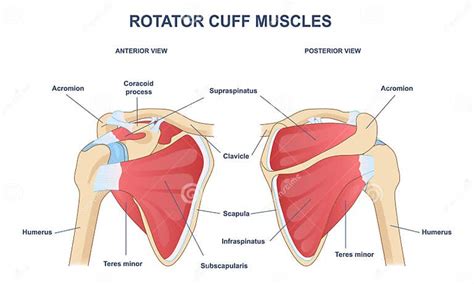 Rotator Cuff Muscle Anatomy Diagram Medical Infographic With Bones And
