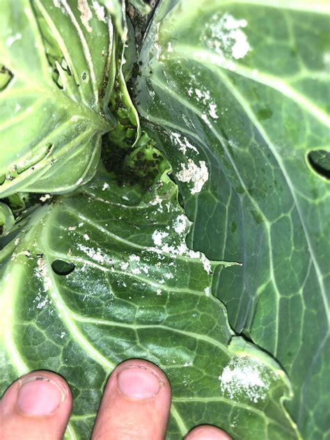 Is It Worth Keeping This Cabbagethe Cabbage Worms Are Having Their Way