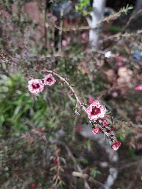 白梅紅梅ギョリュウバイ 時をこえて ー百年の庭ー