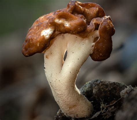 [버섯요정의 기묘한 모험] 버섯에서 고기 맛이 반전 매력의 곰보버섯 동아사이언스