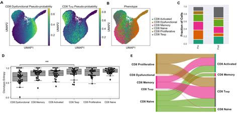 Identification Of Precursor Terminally Exhausted Cd8 T Cells In Lung Download Scientific