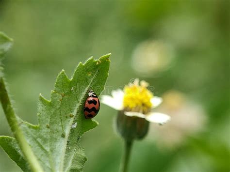 Close Up Photograph Of A Red Ladybug Resting On A Fresh Green Leaf Showcasing Its Vibrant Red