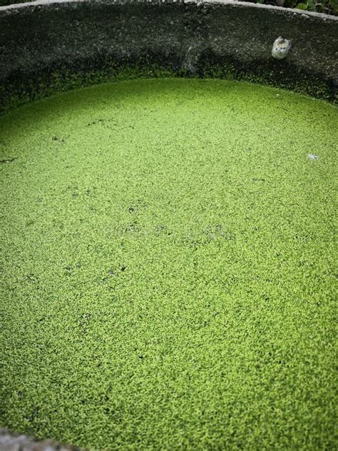 Green Tiny Algae Fungus Grass Floating On The Surface Of The Water