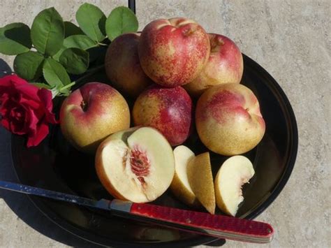 Nectarine Tree Nectarine Varieties — Burchell Nursery