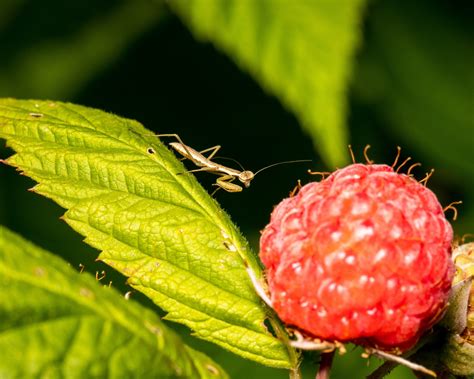 Red Raspberry Leaf And Weight Loss Menopause And Hormone Balance