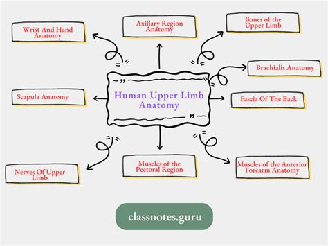 Human Upper Limb Anatomy Class Notes