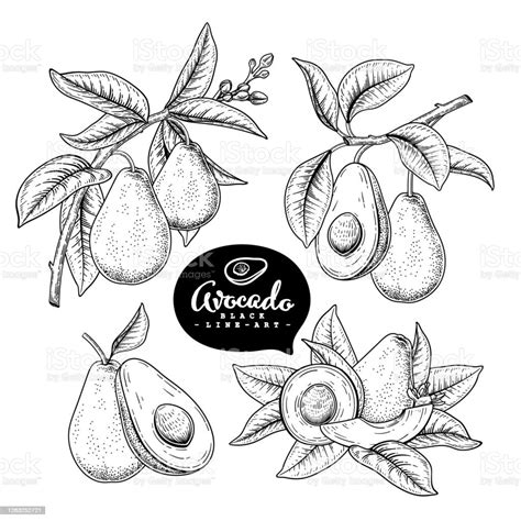 벡터 스케치 아보카도 장식 세트 손으로 그린 식물 삽화 흰색 배경에 고립 된 라인 아트와 흑백 과일 도면 복고풍 스타일 요소 아보카도에 대한 스톡 벡터 아트 및 기타 이미지