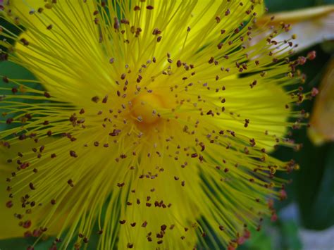 File Hypericum Spp 2  Philippines